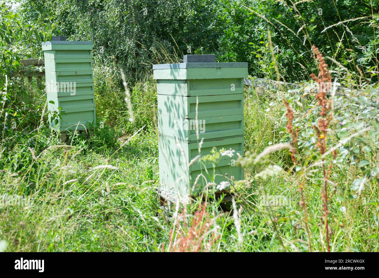 Essex, Britain, 17/07/23. View of Bee Hives and working bees Stock ...
