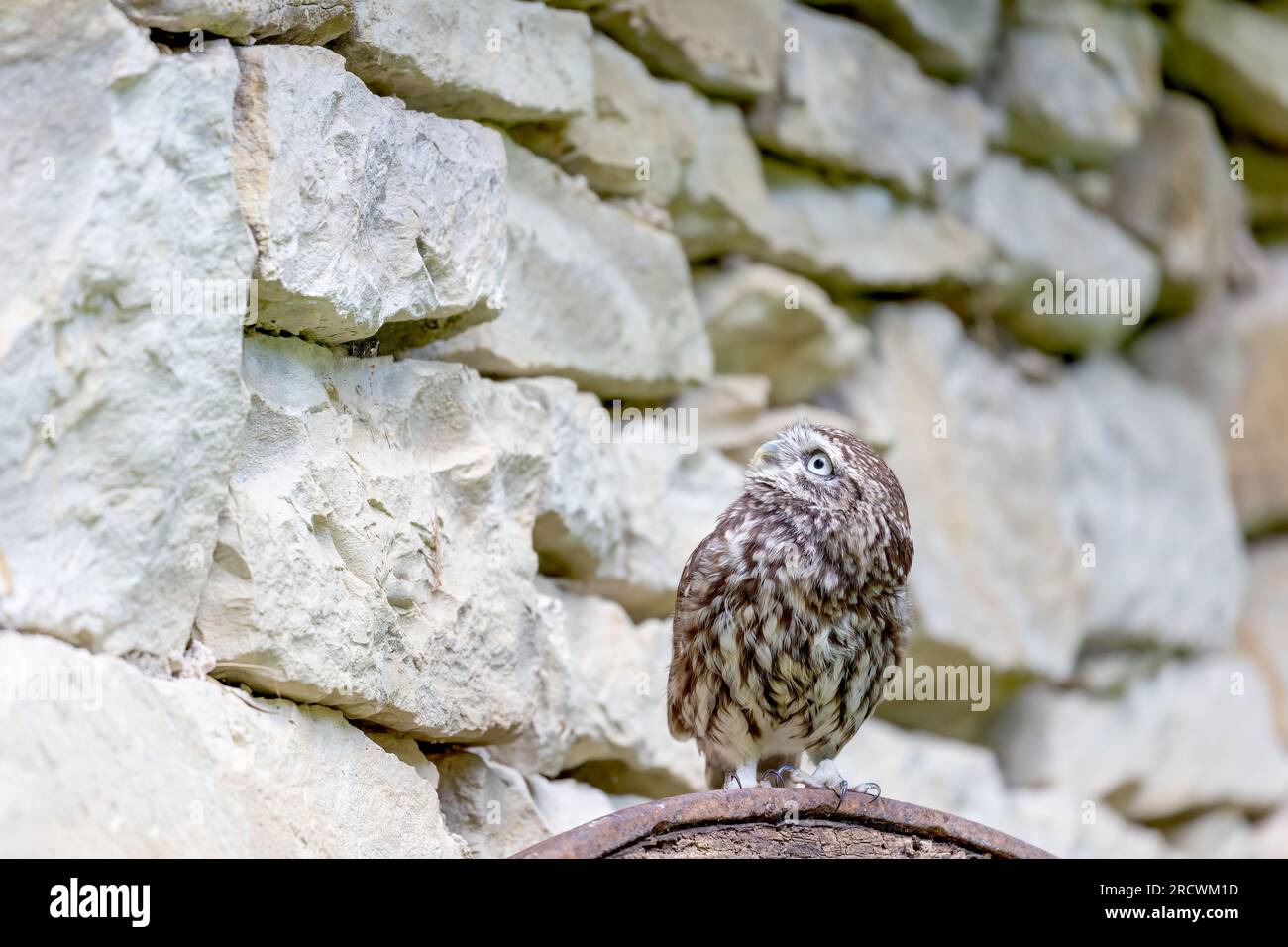 The little owl (Athene noctua), also known as the owl of Athena is ...