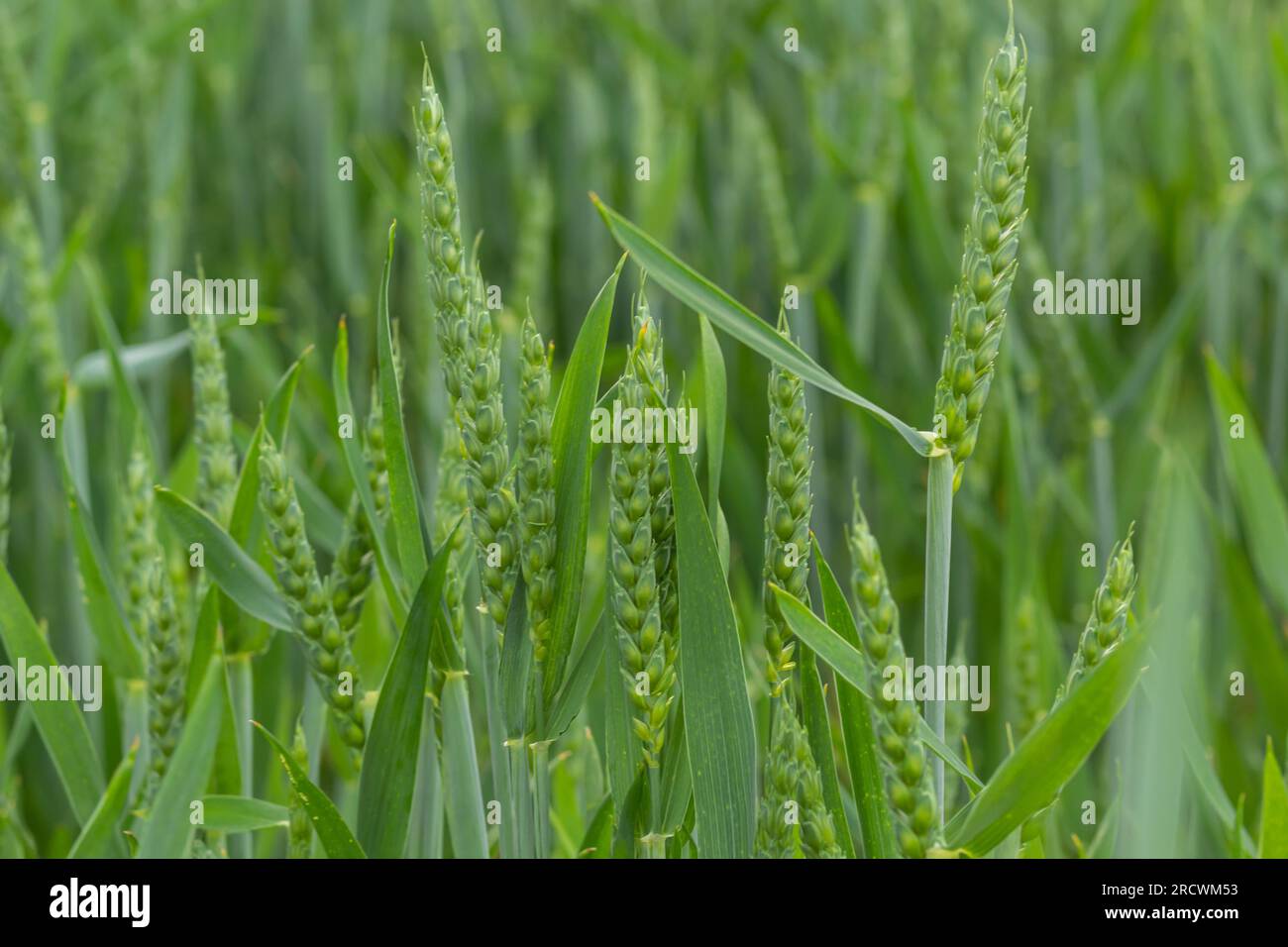 Early summer wheat crop blowing in the breeze .Traditional green wheat ...