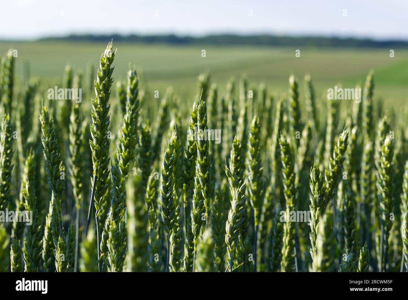 Early summer wheat crop blowing in the breeze .Traditional green wheat crops unique natural ...