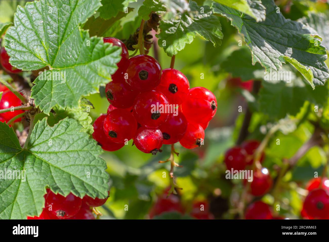 red currant grows on a bush in the garden, berry, harvest, summer ...