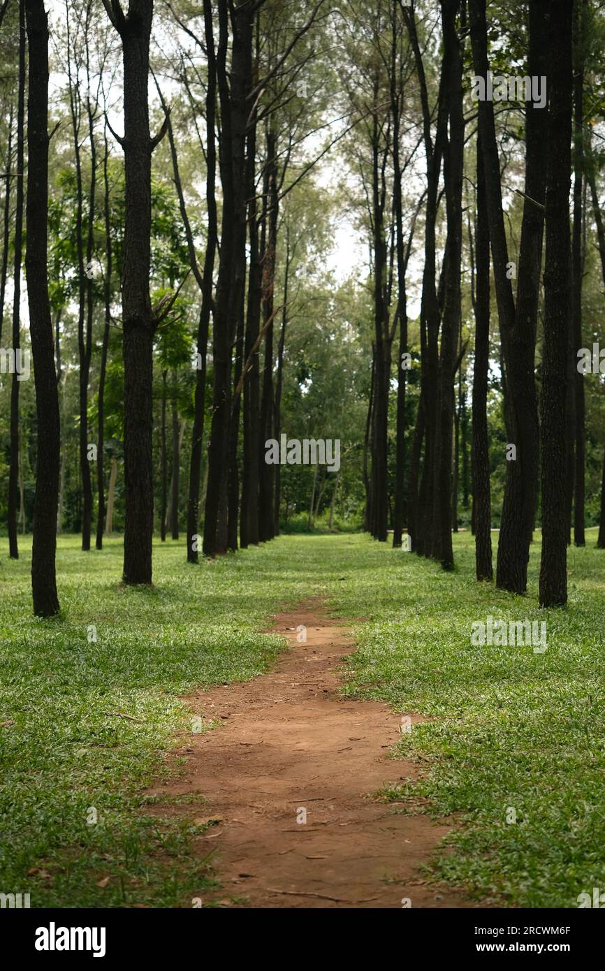Walking path in a beautiful pine forest. Beautiful natural, solitude ...