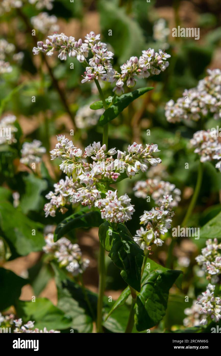 Field of buckwheat and close up of buckwheat blossoms. Buckwheat ...