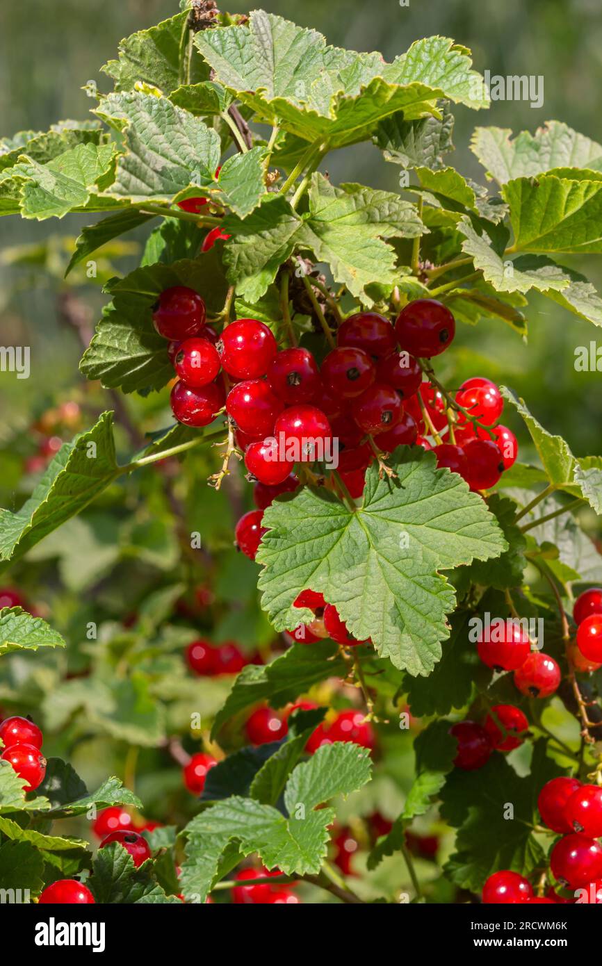 red currant grows on a bush in the garden, berry, harvest, summer ...