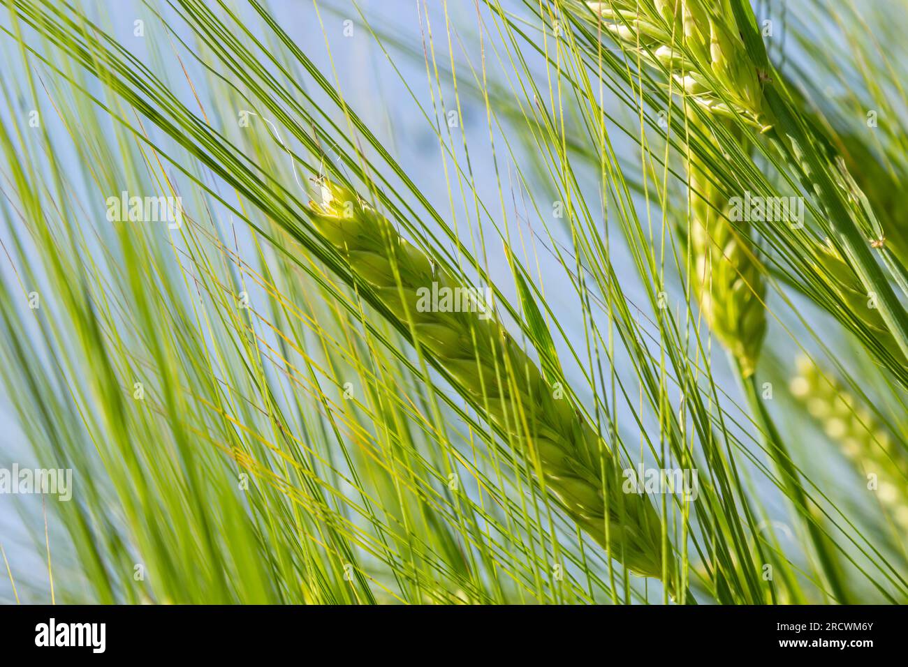 agricultural field where green rye grows, agriculture for obtaining ...