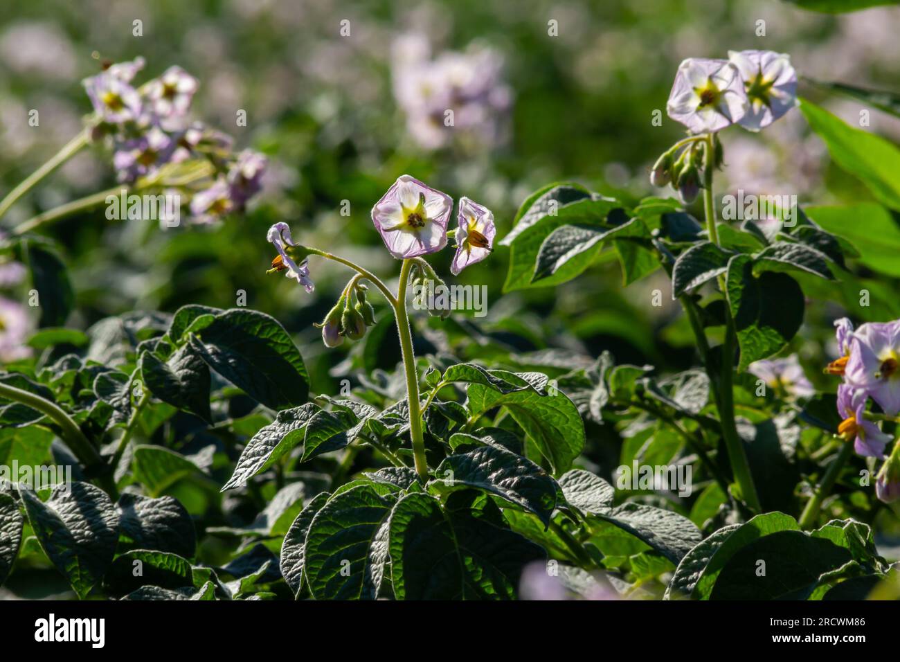 White potato plant flower hi-res stock photography and images - Alamy