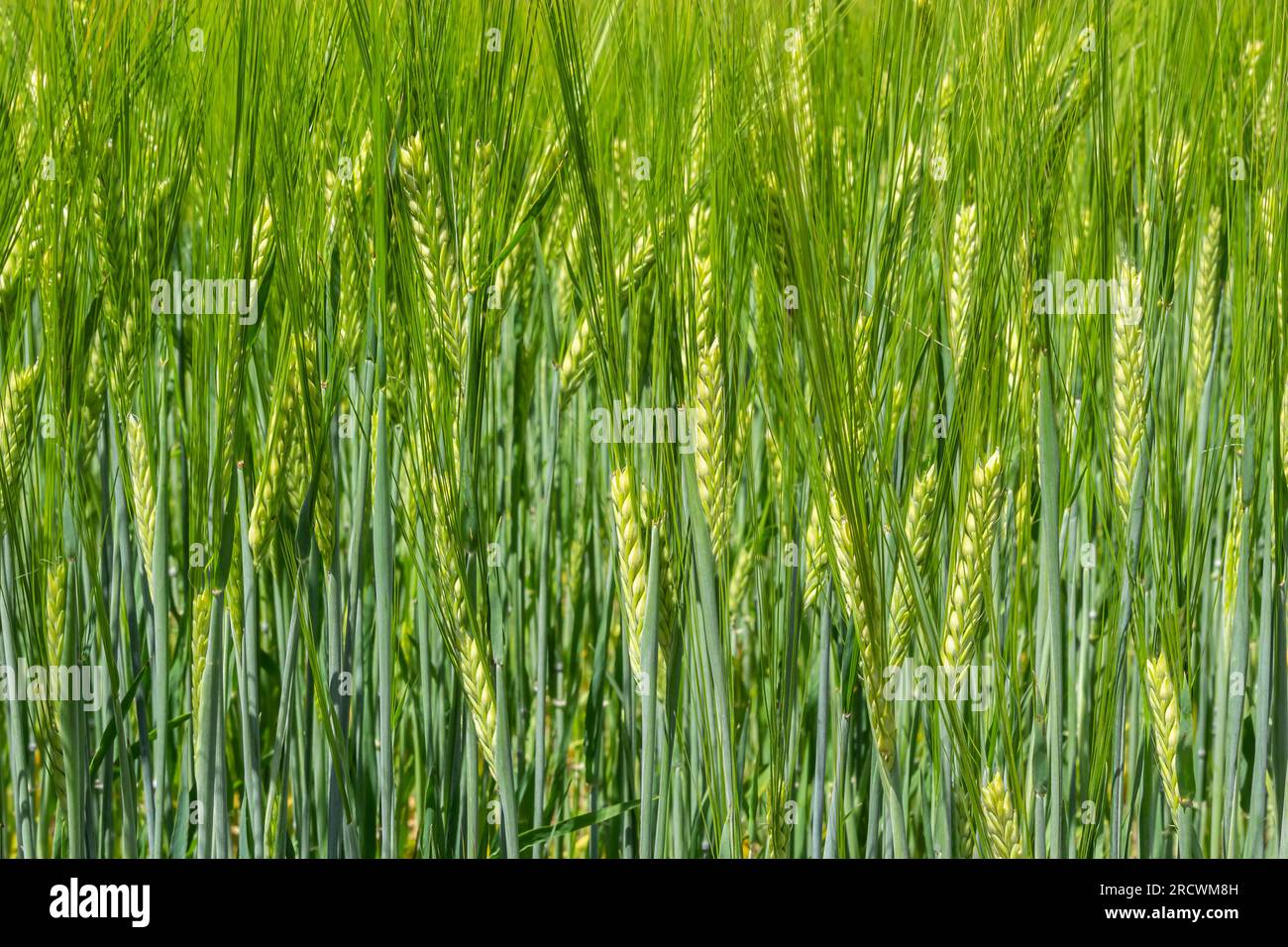 Early summer wheat crop blowing in the breeze .Traditional green wheat ...