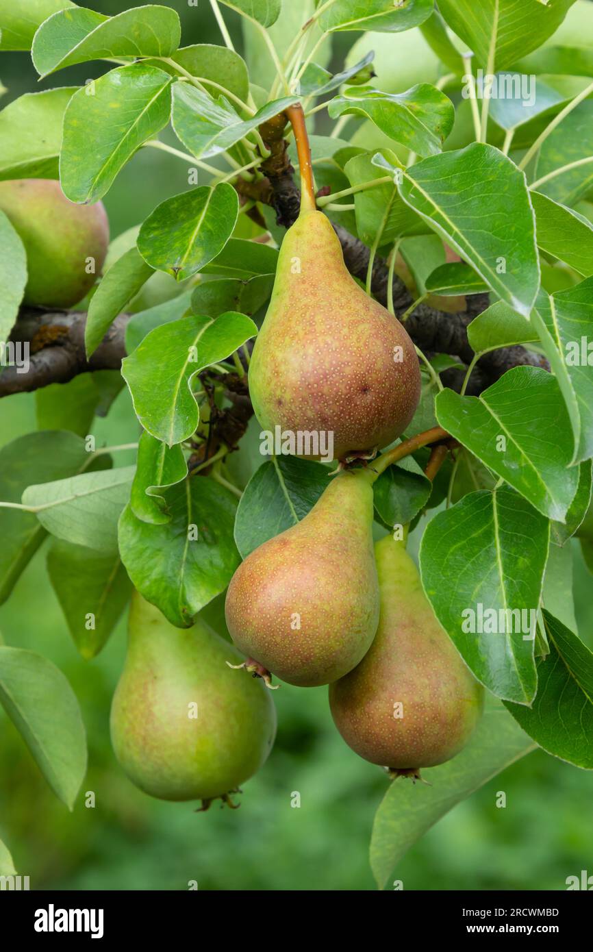 Pears natural growth environment hi-res stock photography and images ...