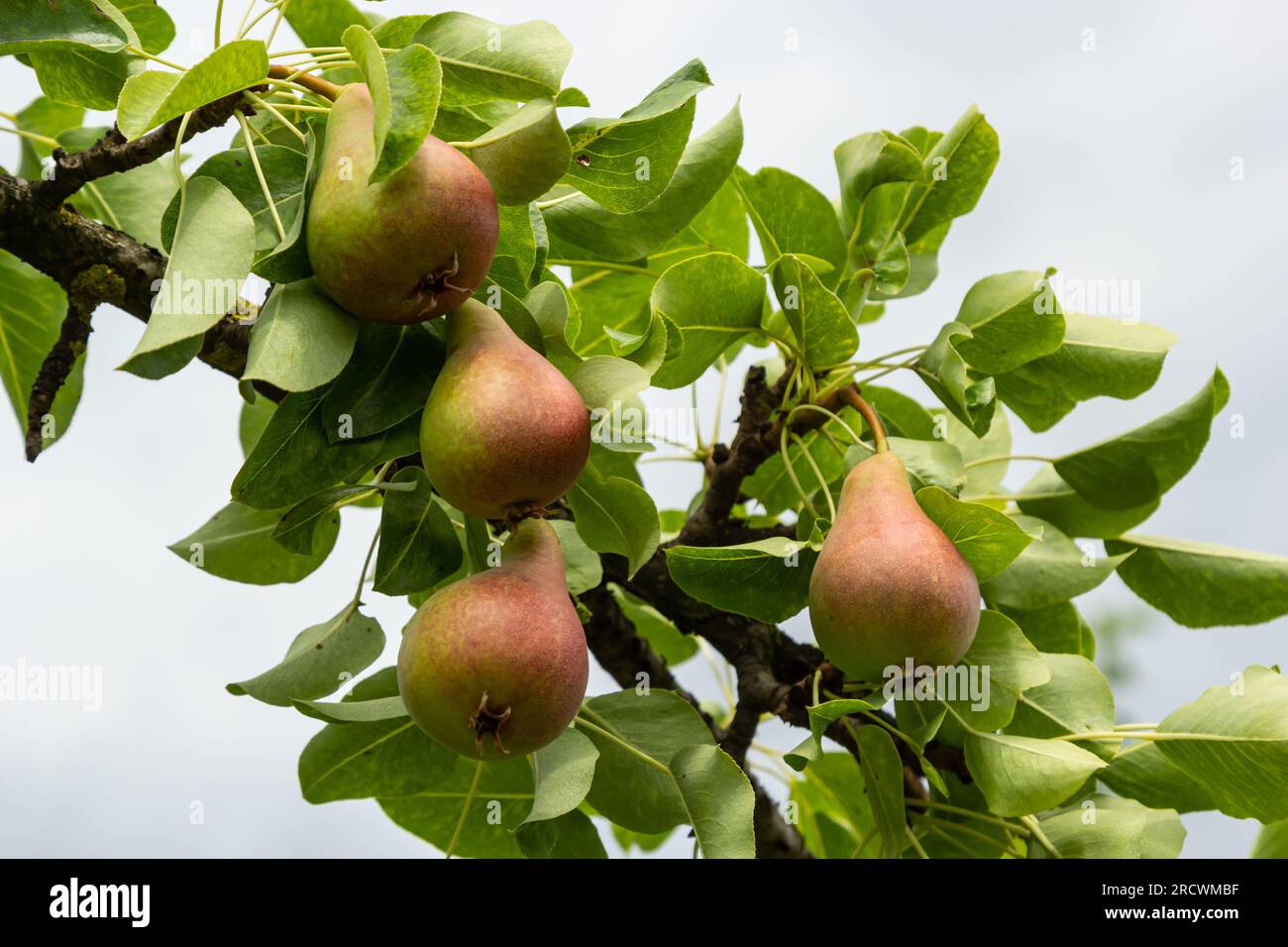 Pear tree. Pear green garden with fruit. Natural environment, outdoors ...