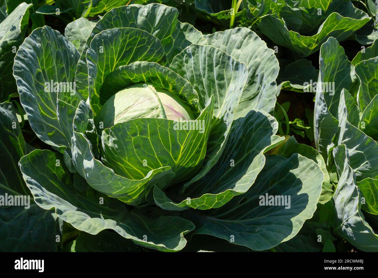 Cabbage grows in farmer field hi-res stock photography and images - Alamy