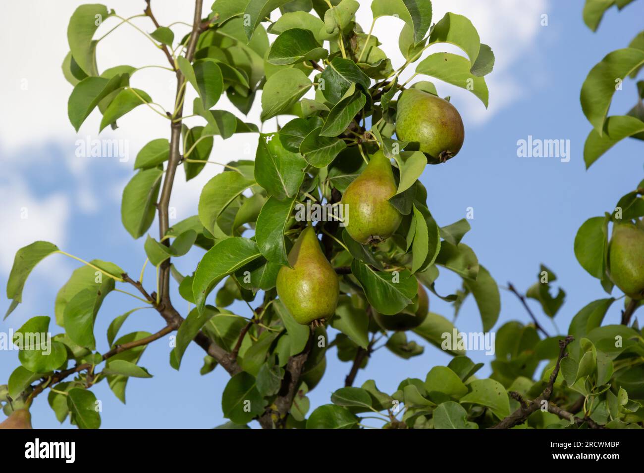 A bunch of pears in the tree. Benefits of pears. Blue sky Background ...