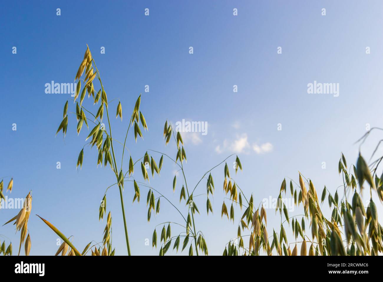 Avena sativa, Common oat, cereal grain grown for human consumption as ...