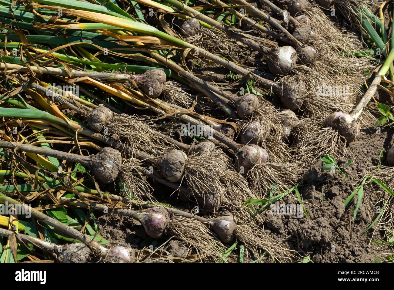 Garlic dug out ground hi-res stock photography and images - Alamy