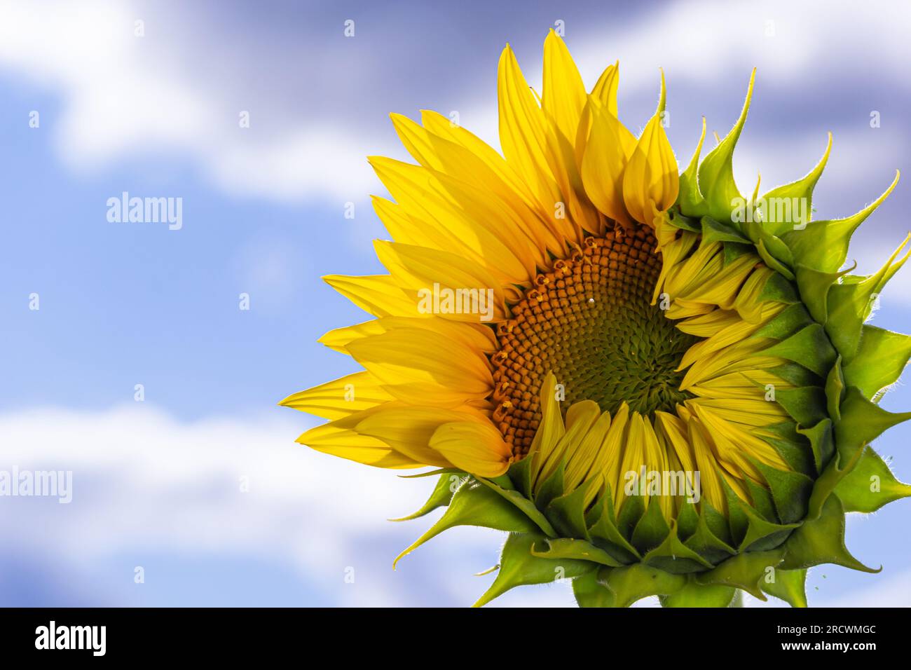 Close up young sunflower the flower is not fully grown in the field and ...