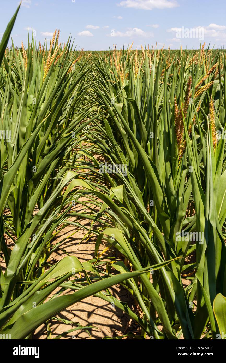 Corn or maize field in organic land agriculture Stock Photo - Alamy