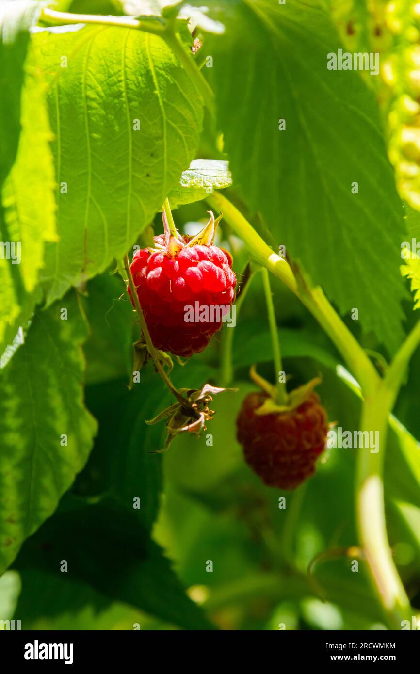 Fruits of raspberry and green leaves on a bush branch Stock Photo - Alamy