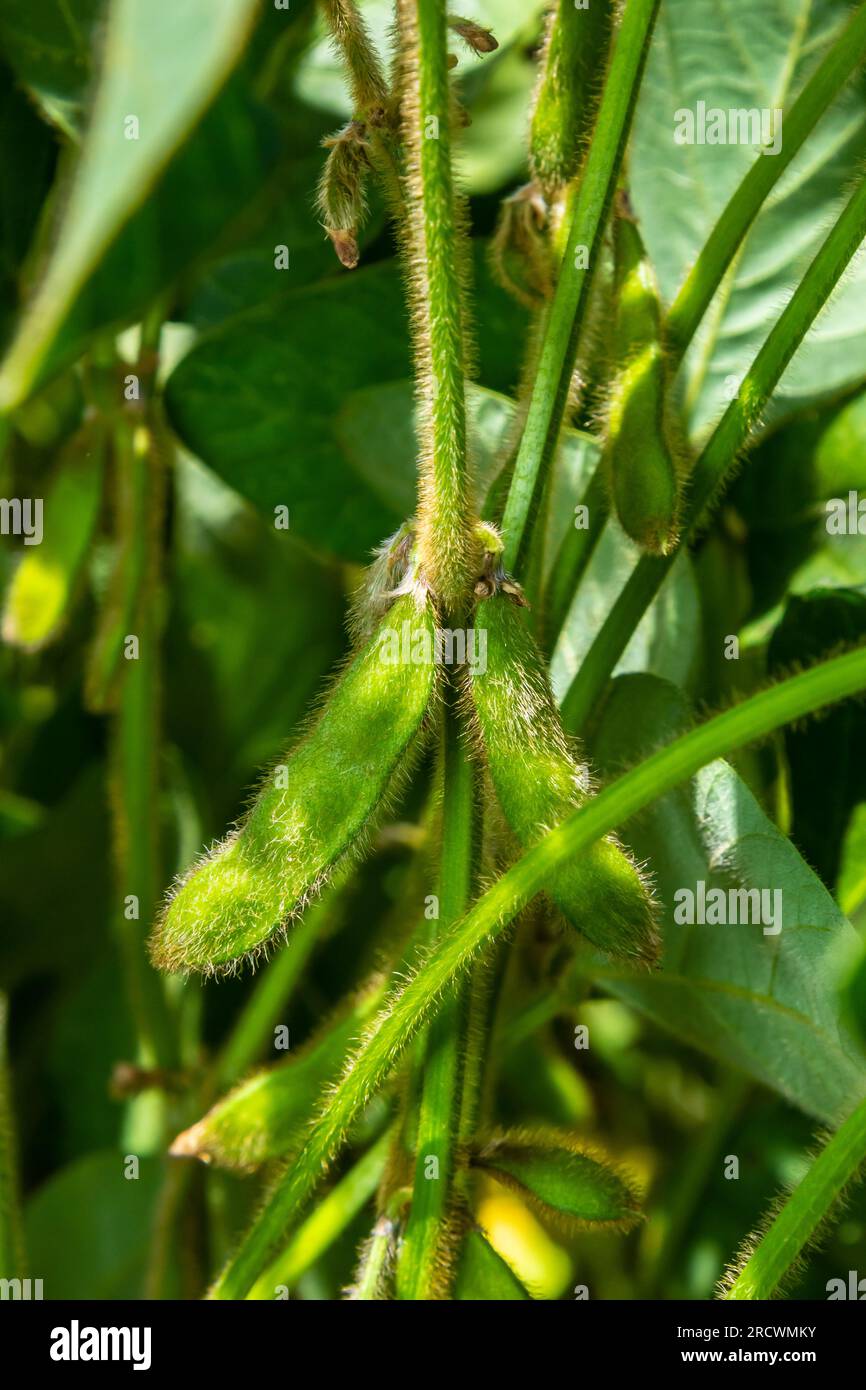 In the middle of the summer on a farm field growing soybeans Stock ...