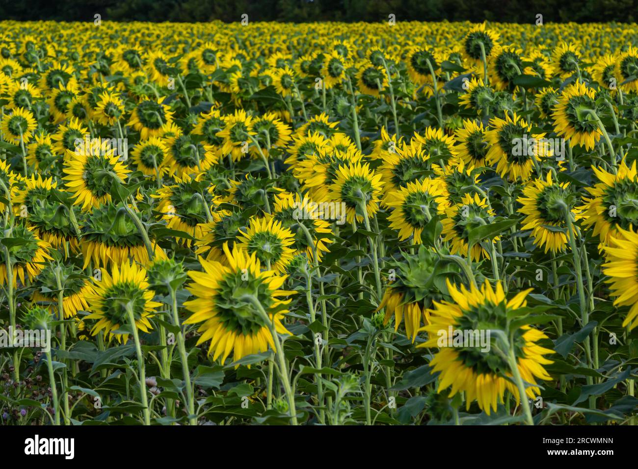 agricultural field with young sunflower at the beginning of flowering ...