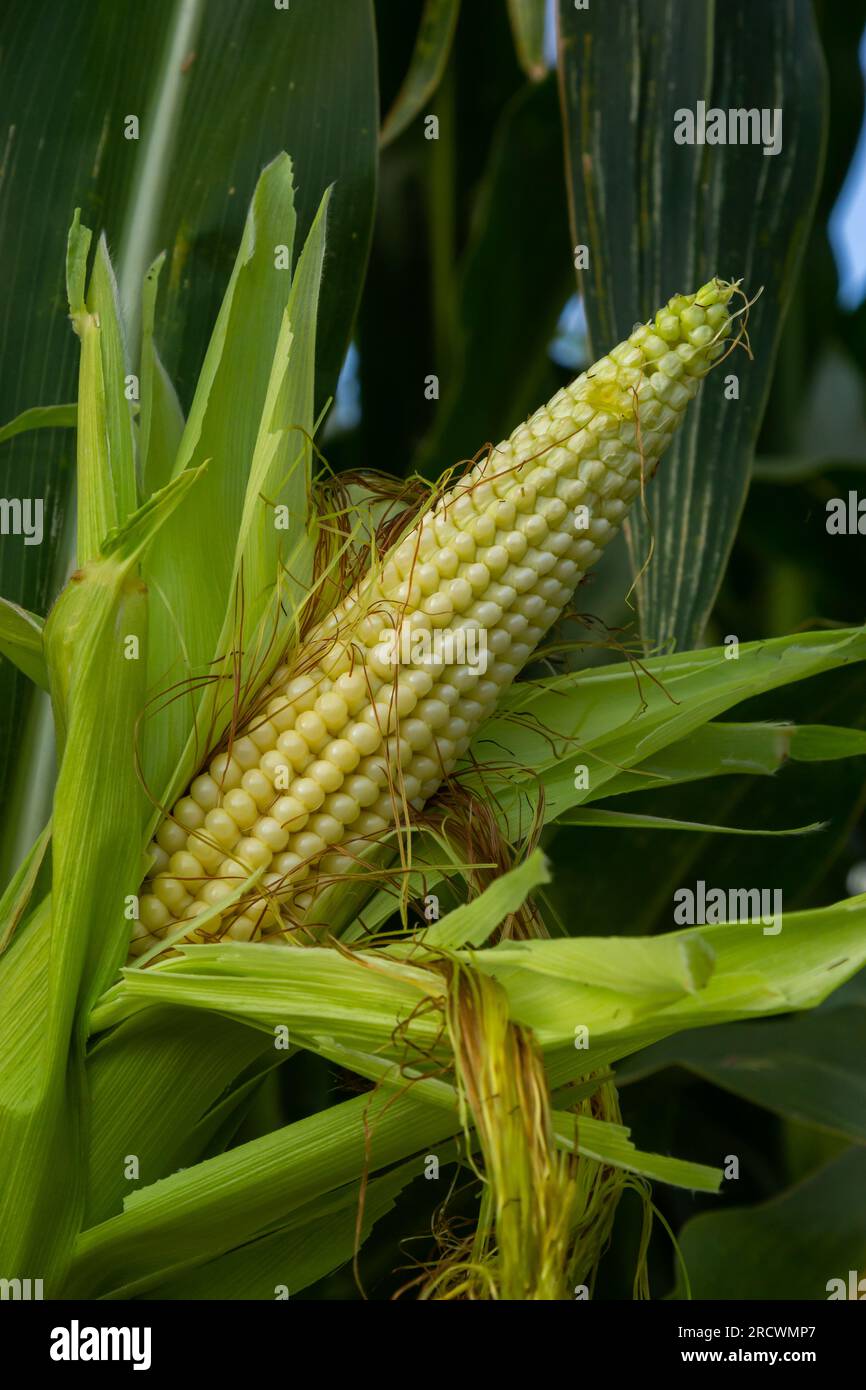 Corn Plantation Food. close up of a corn field in the countryside, many ...