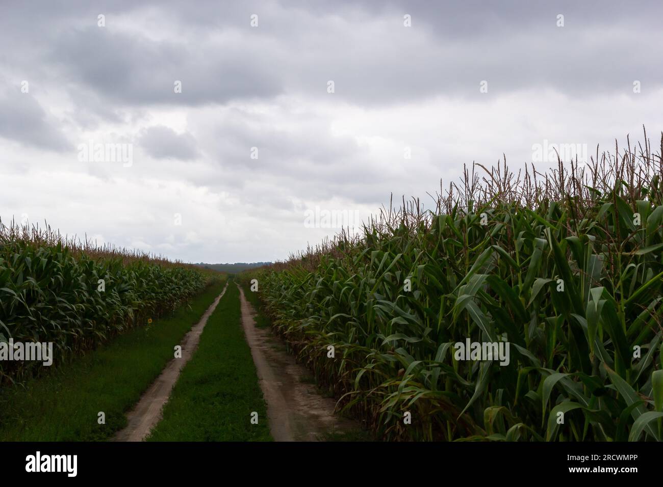 Corn or maize field in organic land agriculture Stock Photo - Alamy
