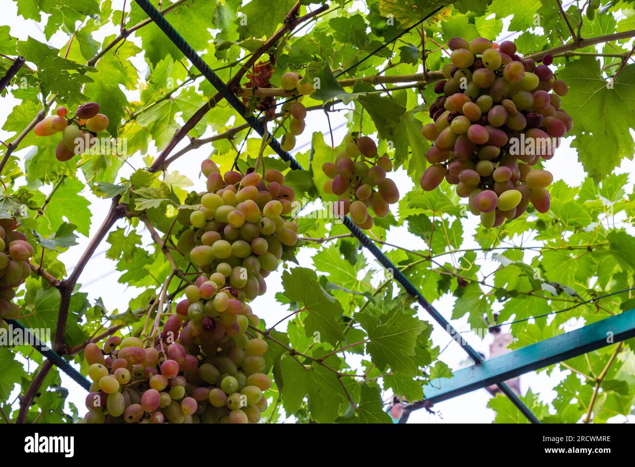 Ripe grapes grow on bushes. Bunch of grapes before harvest Stock Photo ...