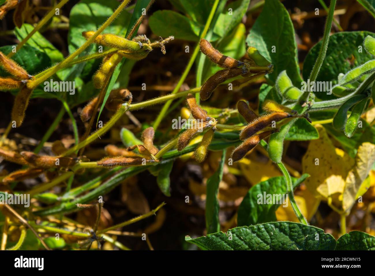 soybean shell in the soybean field. yellow and brown pods. Productivity ...