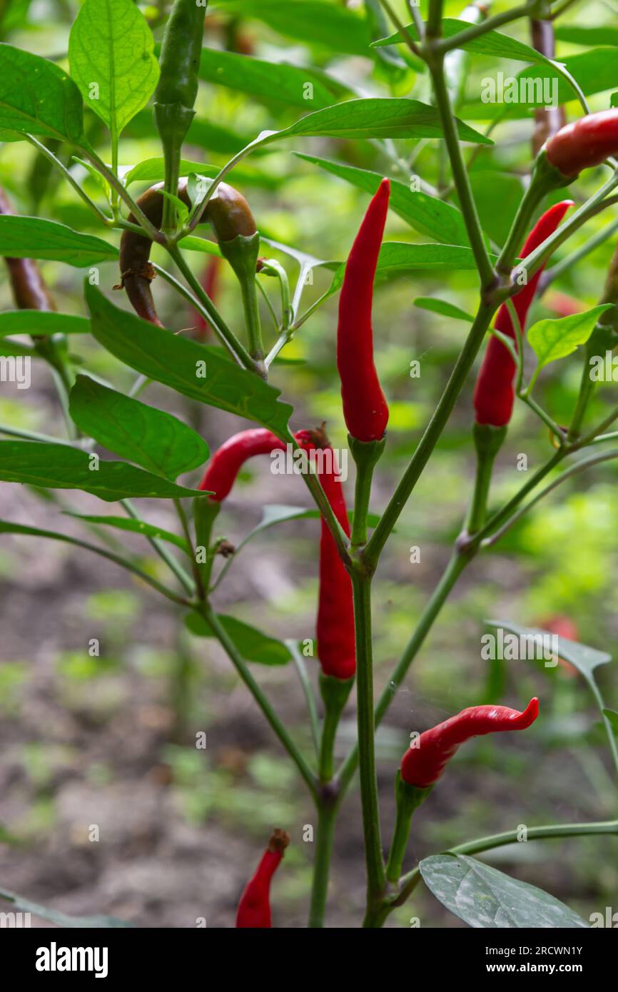Beautiful chili peppers on the bushes. Red chili peppers on the farm ...