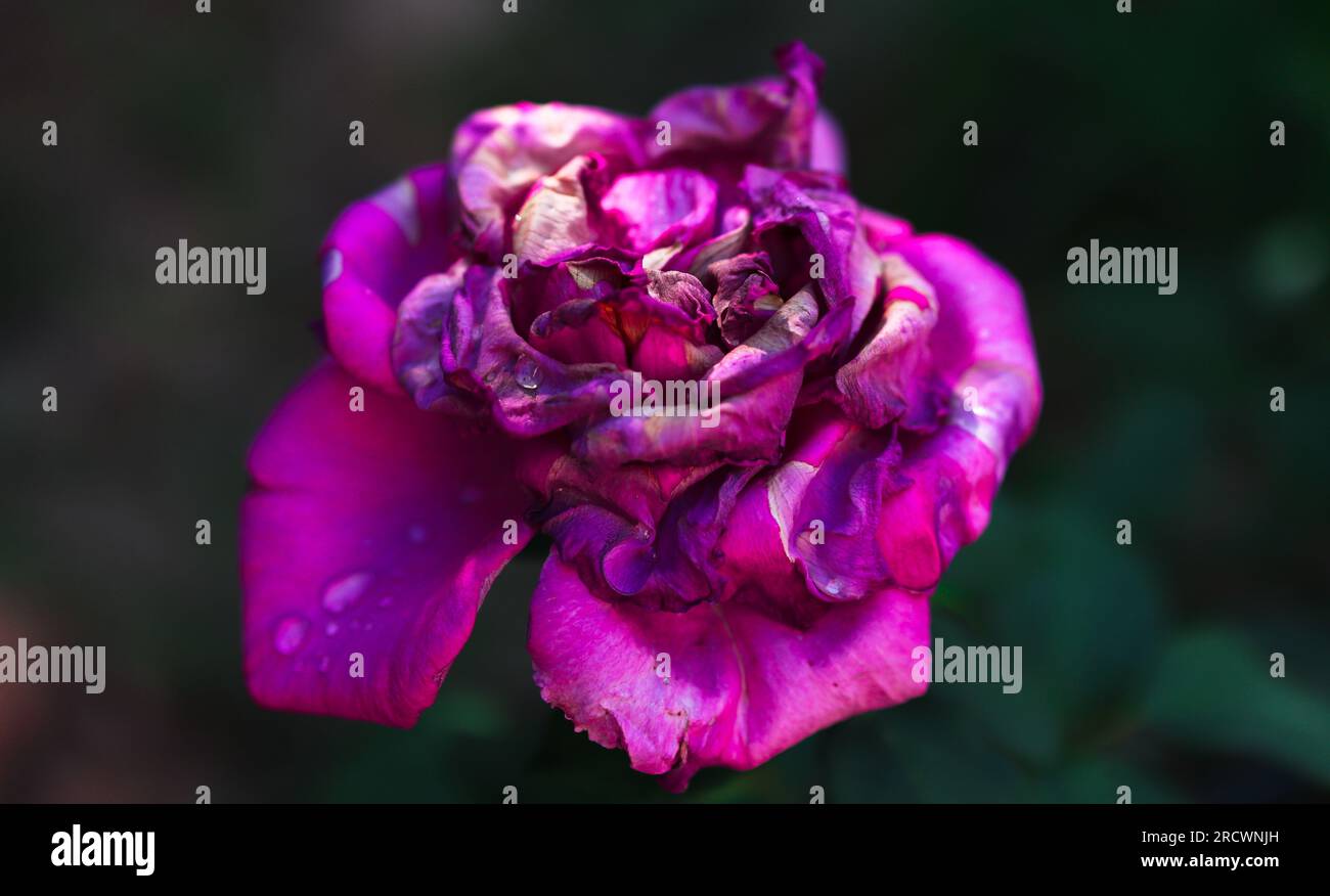 Withering pink rose hi-res stock photography and images - Alamy