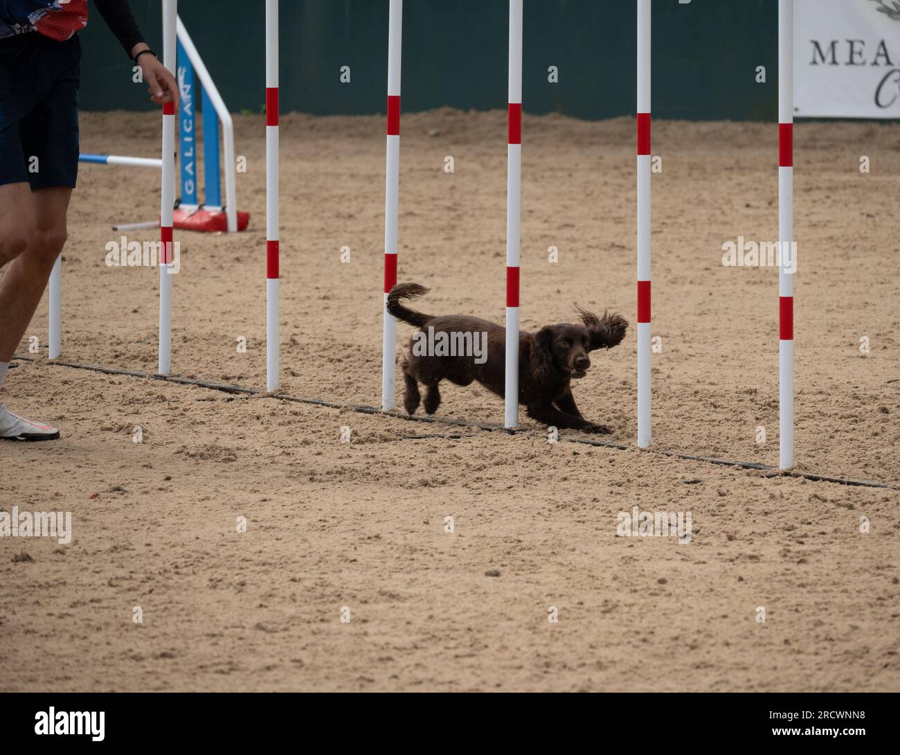 The Junior Open Agility World Championships 2023 Stock Photo - Alamy