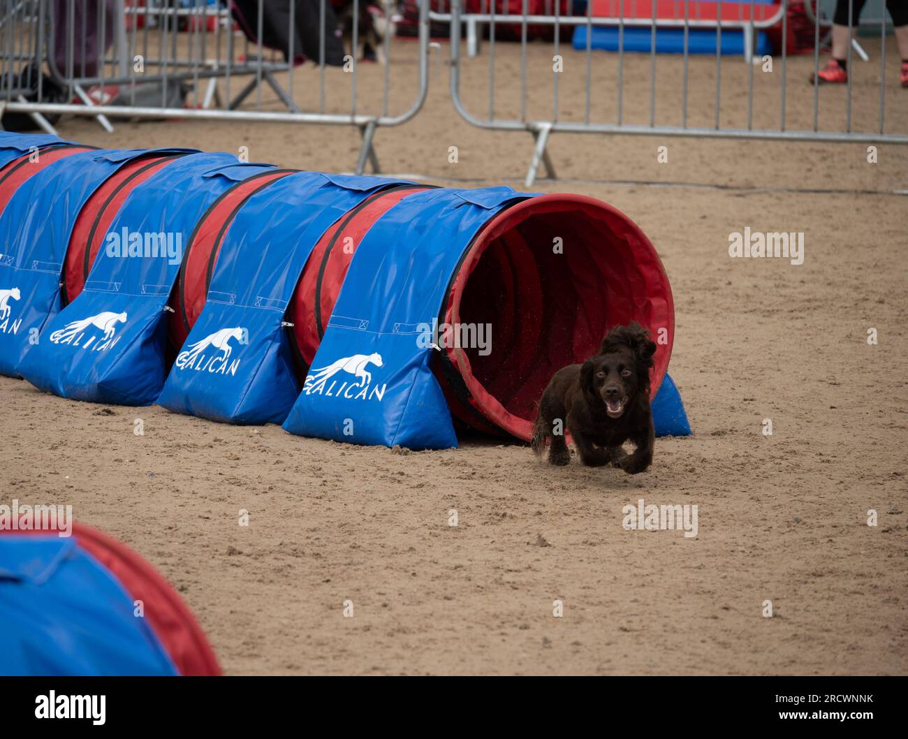 The Junior Open Agility World Championships 2023 Stock Photo - Alamy