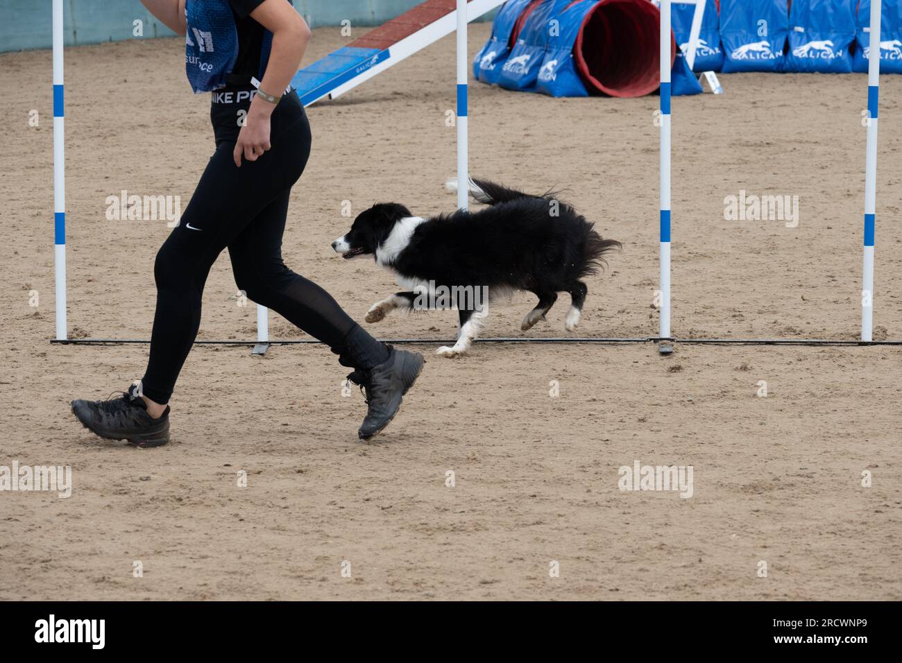 The Junior Open Agility World Championships 2023 Stock Photo - Alamy