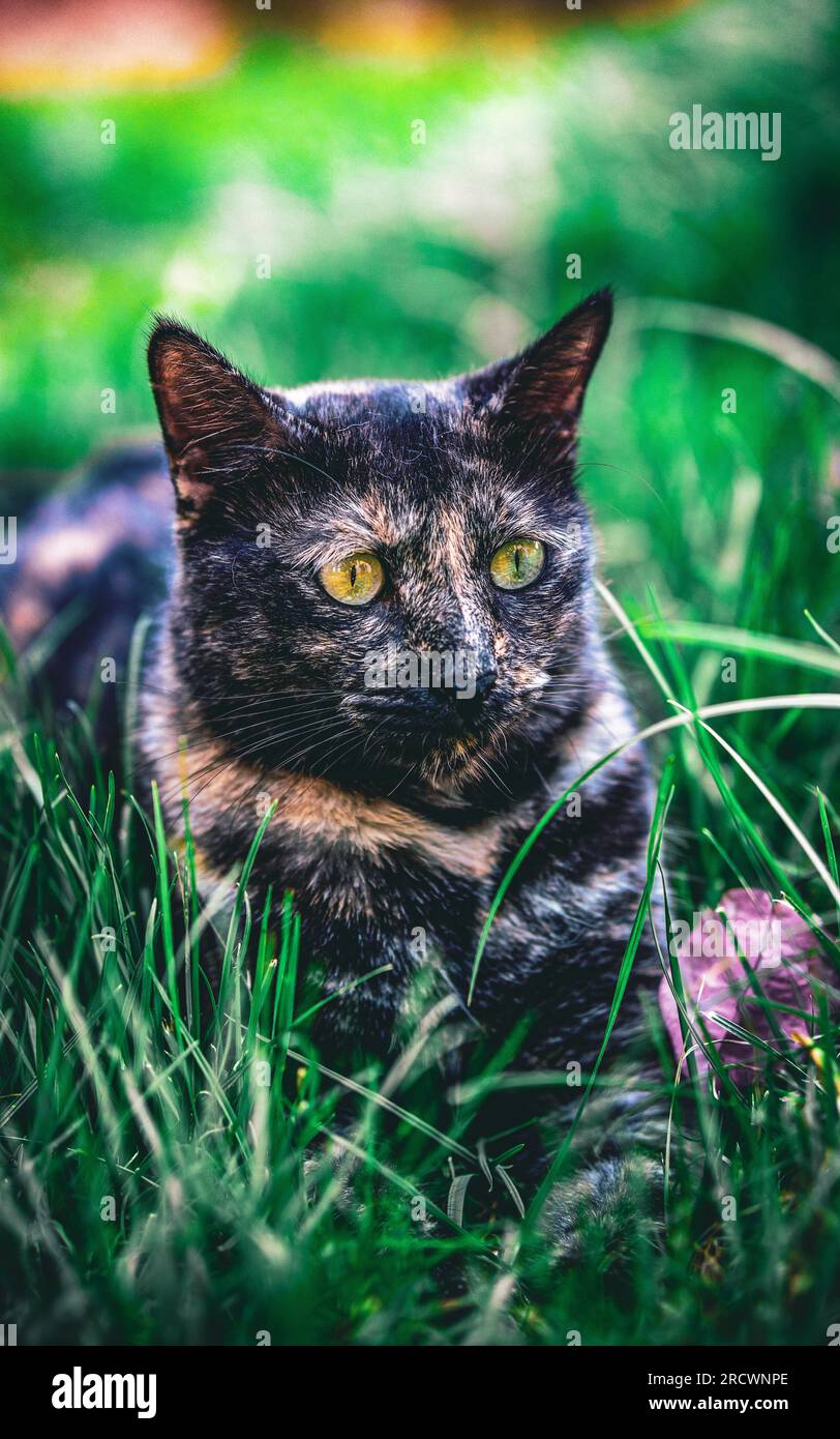 Cat chilling hi-res stock photography and images - Alamy