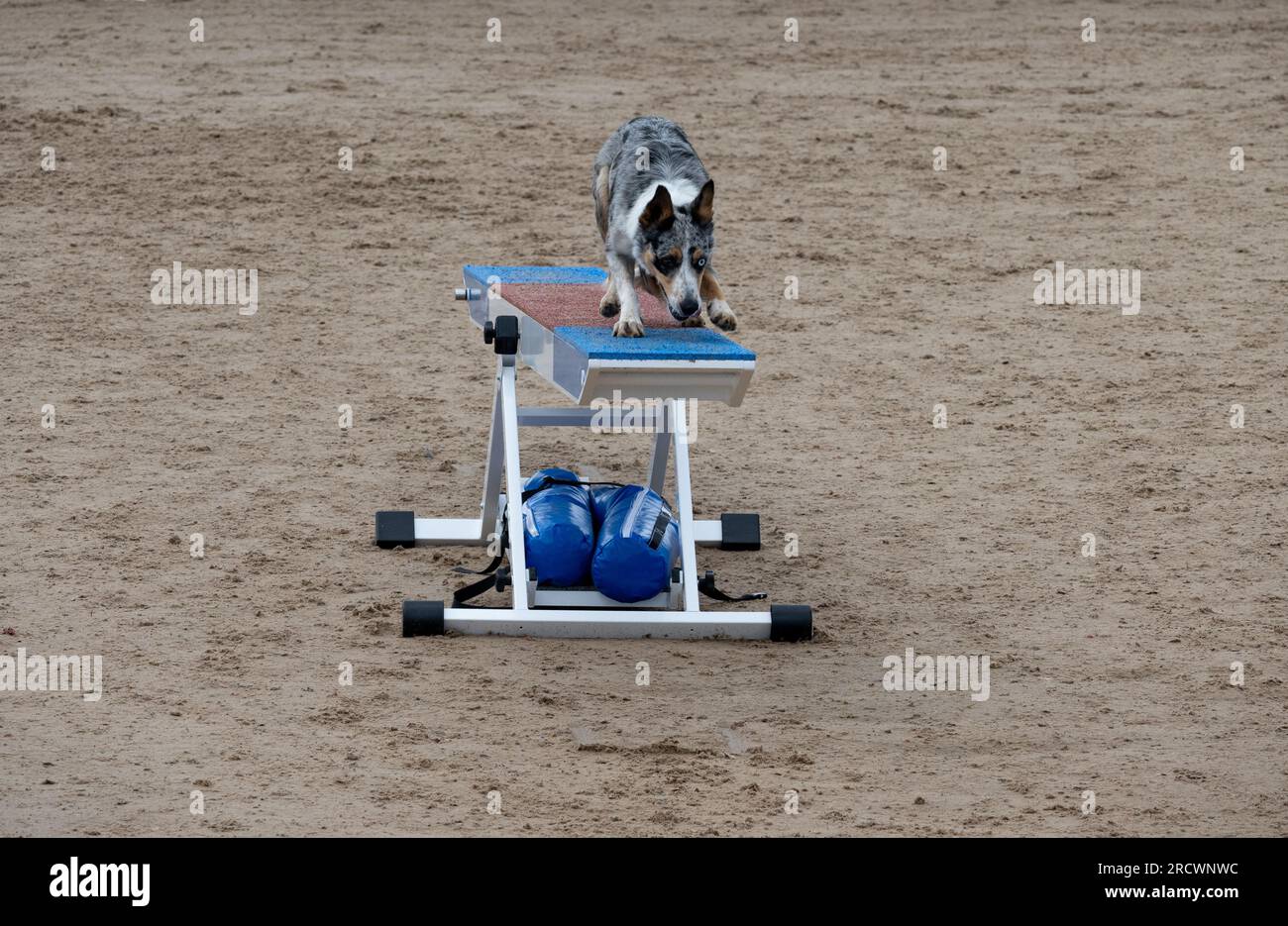 The Junior Open Agility World Championships 2023 Stock Photo - Alamy