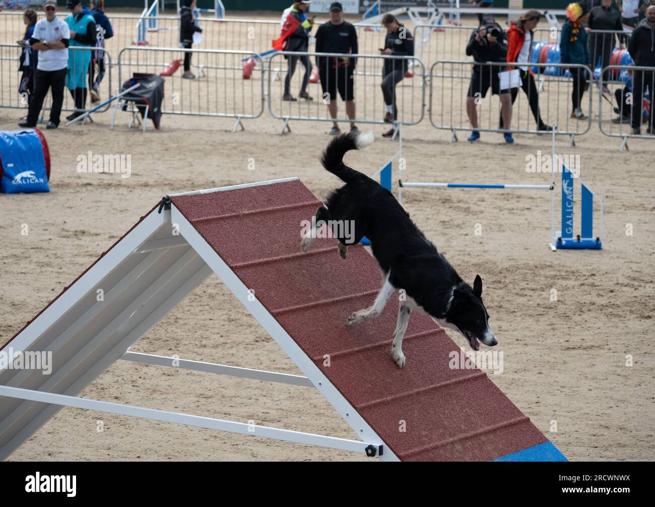 The Junior Open Agility World Championships 2023 Stock Photo - Alamy