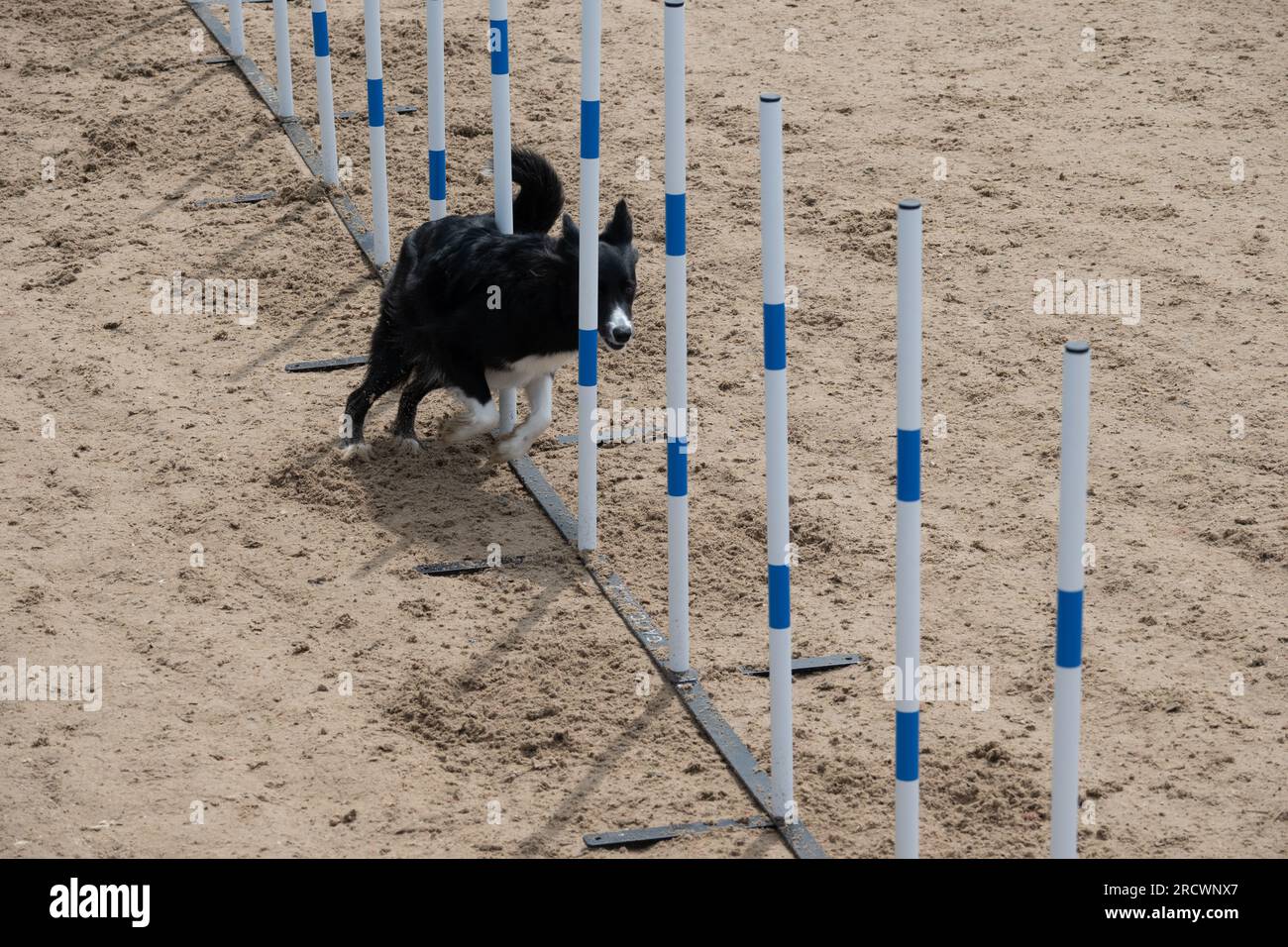 The Junior Open Agility World Championships 2023 Stock Photo - Alamy
