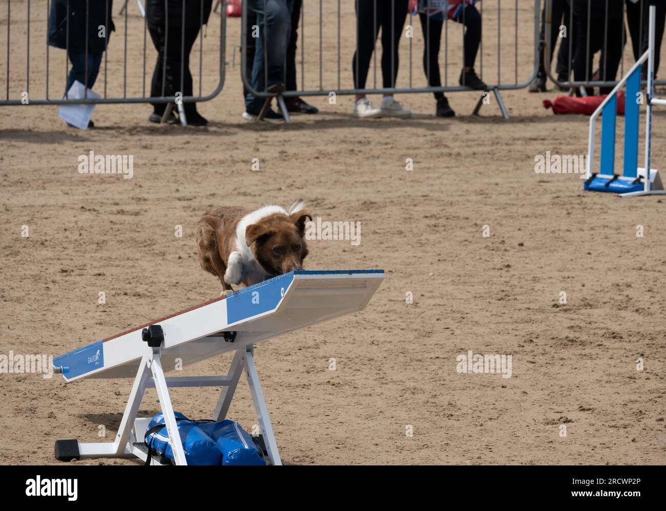 The Junior Open Agility World Championships 2023 Stock Photo - Alamy