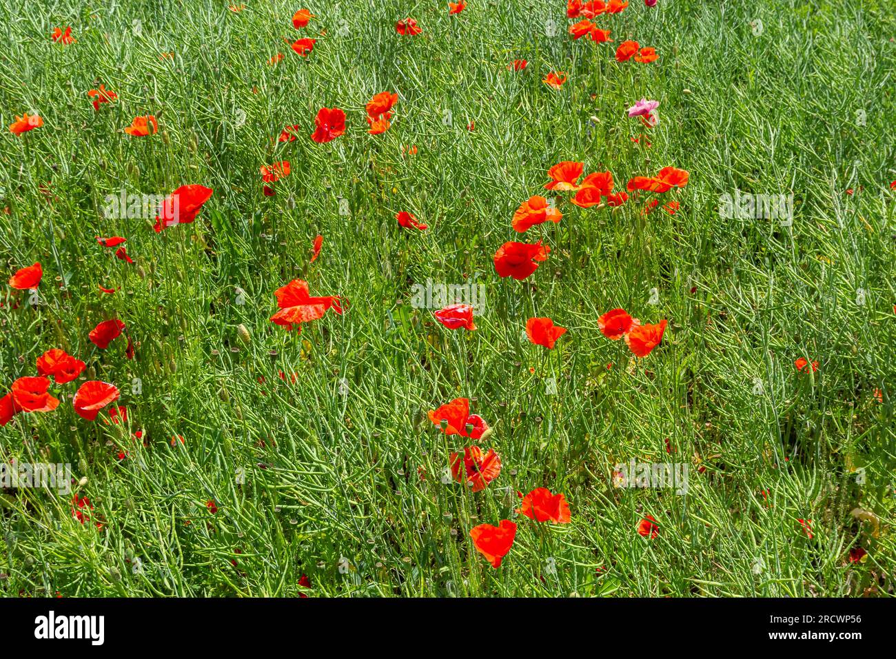 Common names for Papaver rhoeas include corn poppy, corn rose, field ...