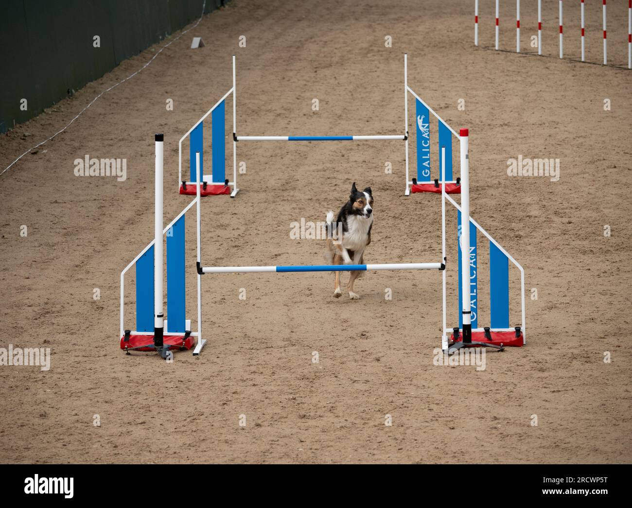 The Junior Open Agility World Championships 2023 Stock Photo - Alamy