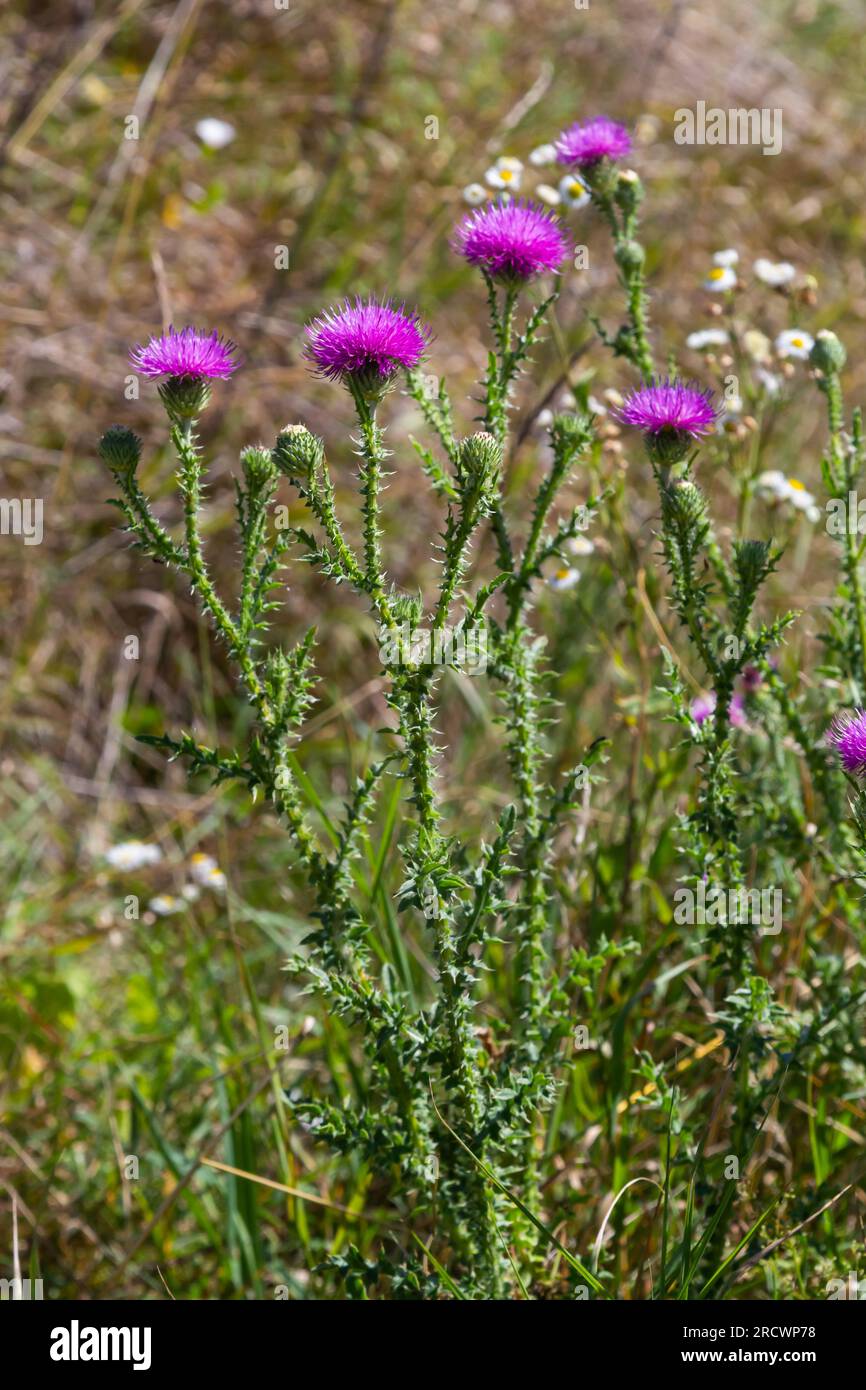 Blessed milk thistle flowers in field, close up. Silybum marianum ...