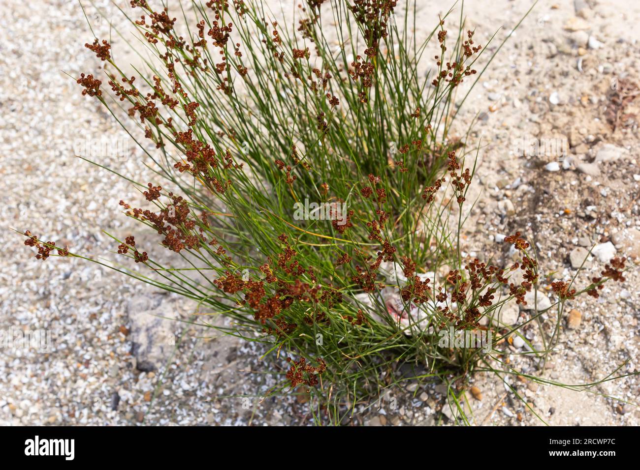 Common Soft Rush Juncus effusus is a perennial herbaceous flowering ...