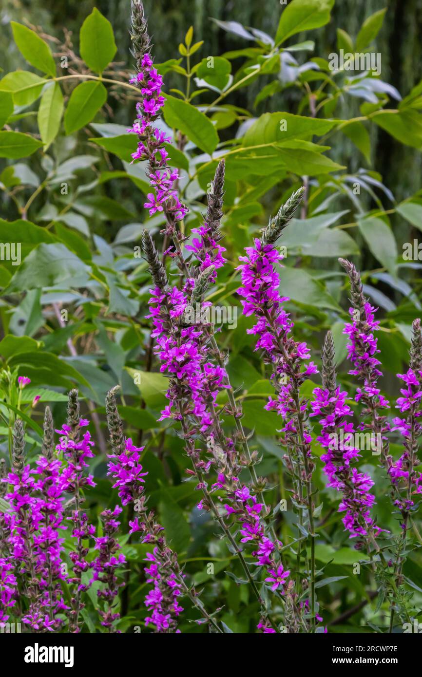 Lythrum salicaria - purple loosestrife, spiked loosestrife, purple ...