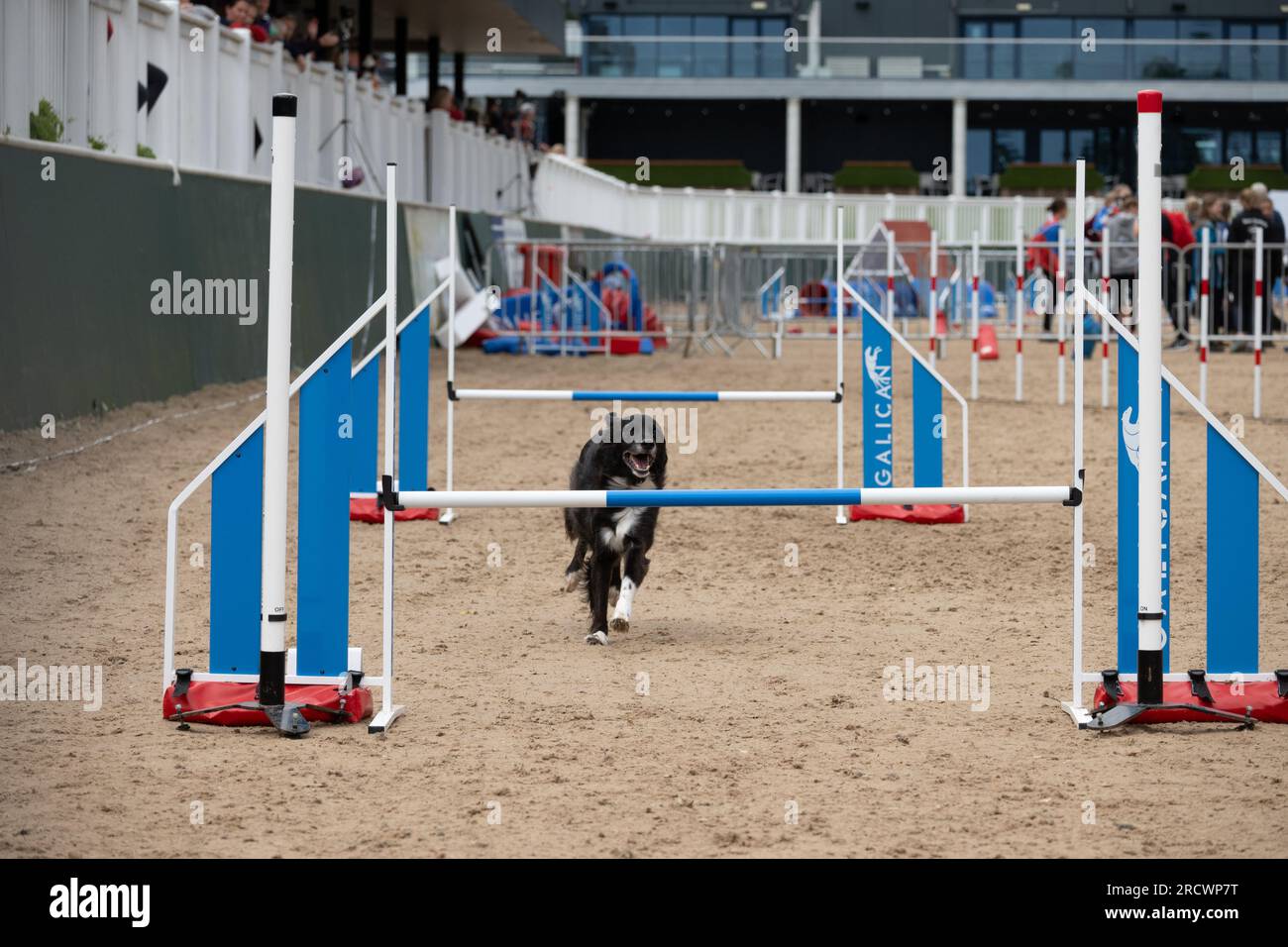 The Junior Open Agility World Championships 2023 Stock Photo - Alamy