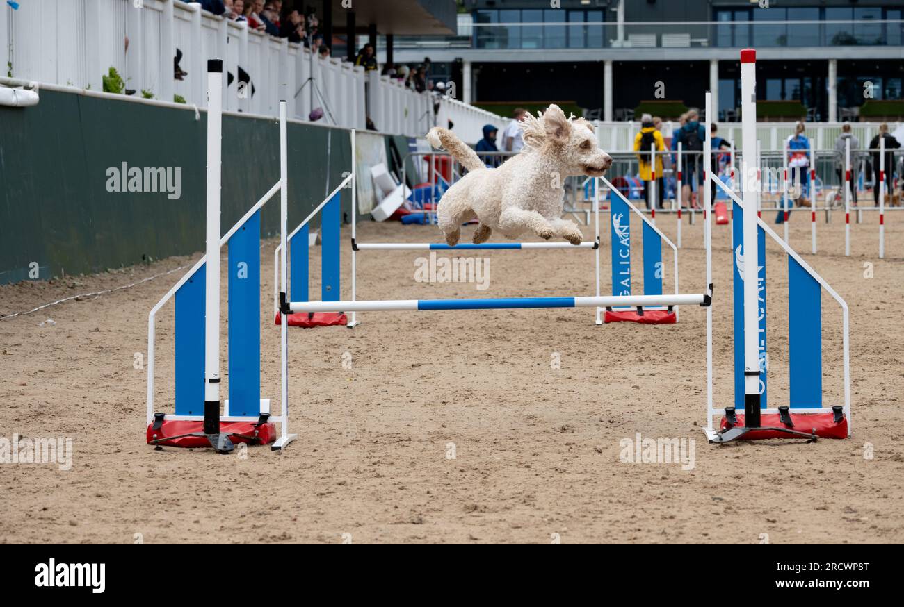 The Junior Open Agility World Championships 2023 Stock Photo - Alamy