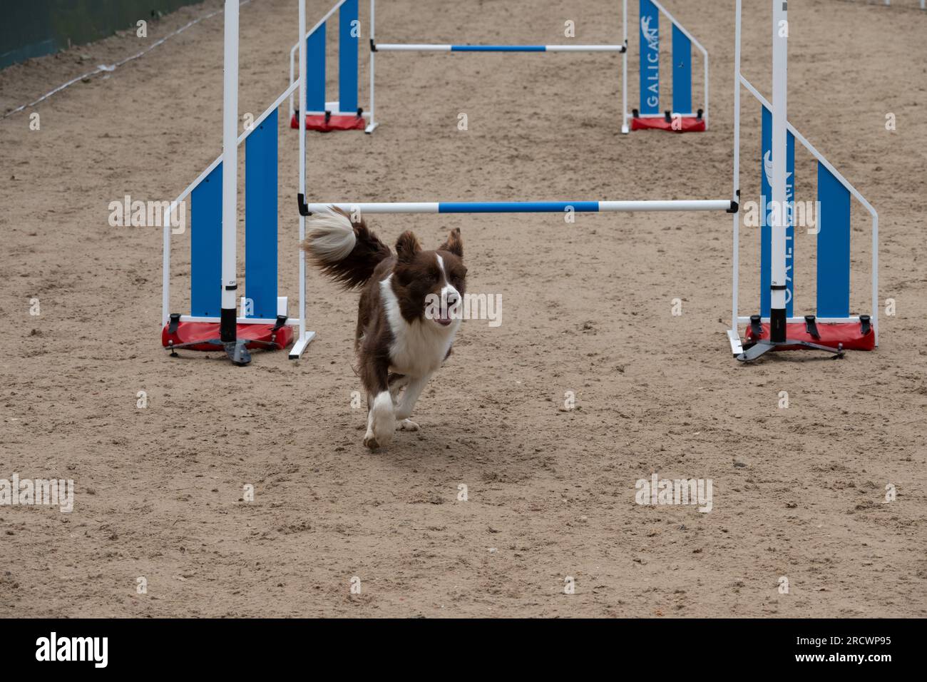 The Junior Open Agility World Championships 2023 Stock Photo - Alamy