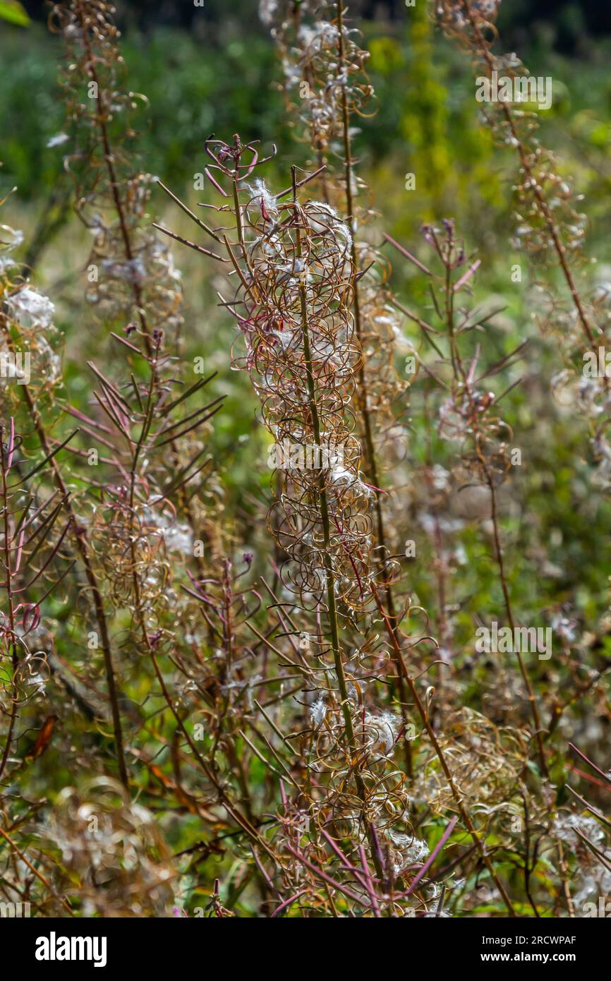 Wither flowers Fireweed in the woods with unusual shapes. Autumn ...