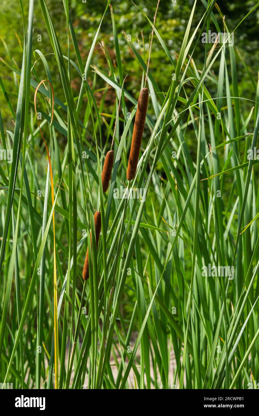 Typha angustifolia. Close up of cattail, water plant Stock Photo - Alamy