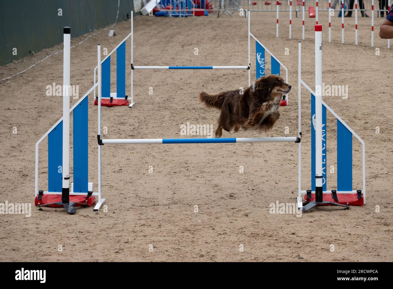 The Junior Open Agility World Championships 2023 Stock Photo - Alamy