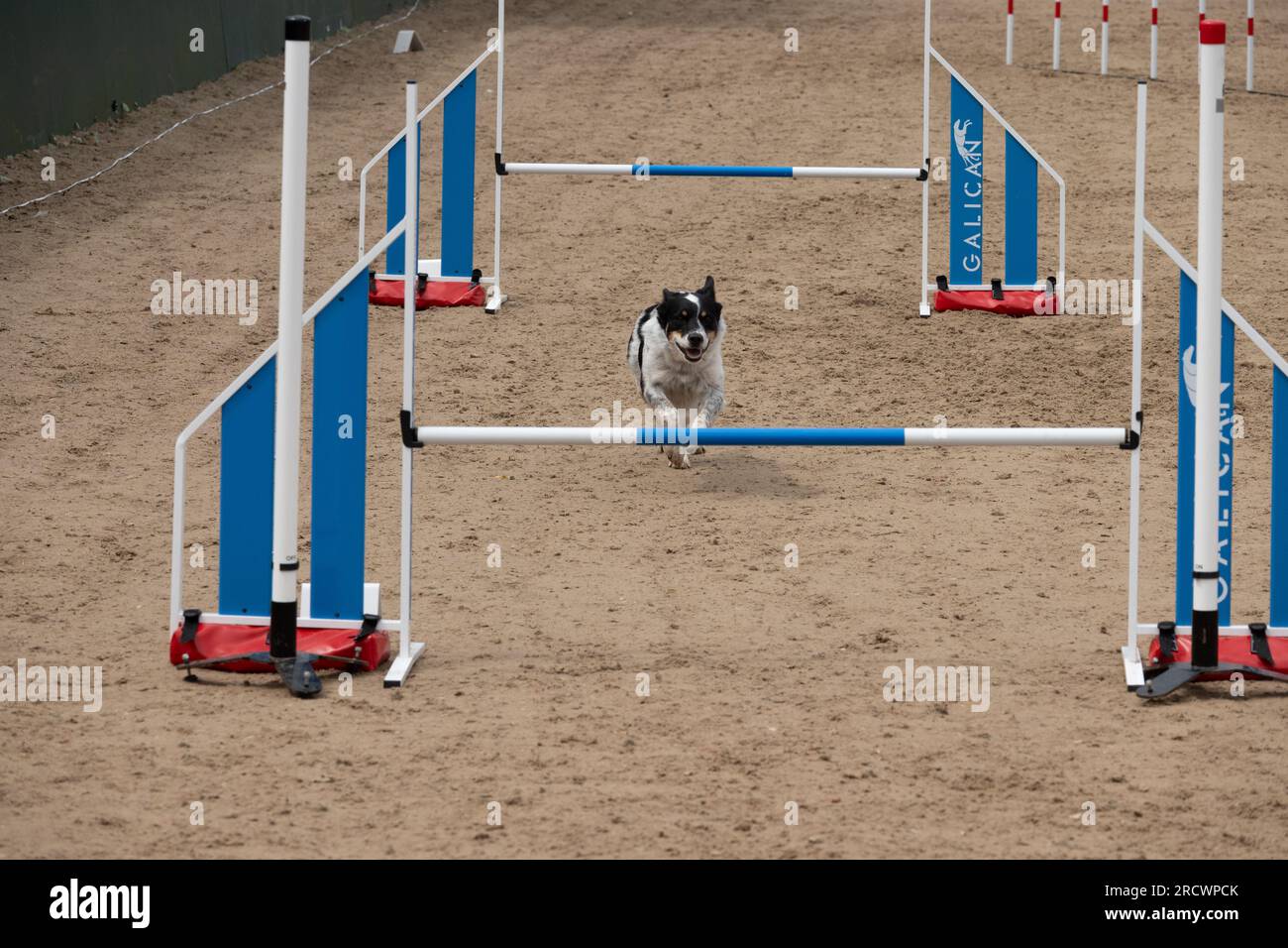 The Junior Open Agility World Championships 2023 Stock Photo - Alamy