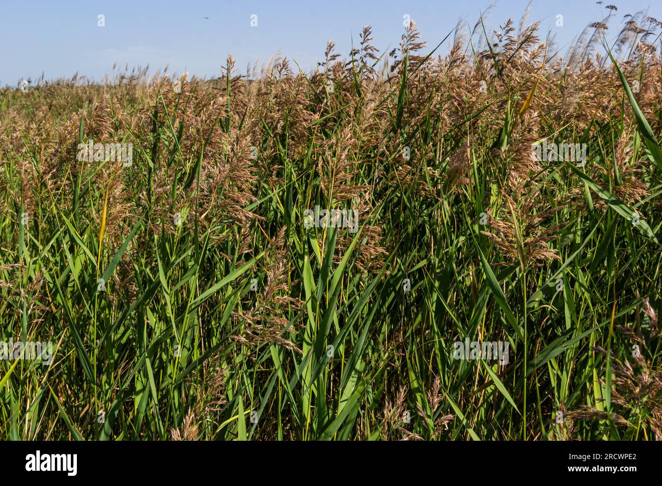 Phragmites australis is a herbaceous perennial bluish-green plant of ...