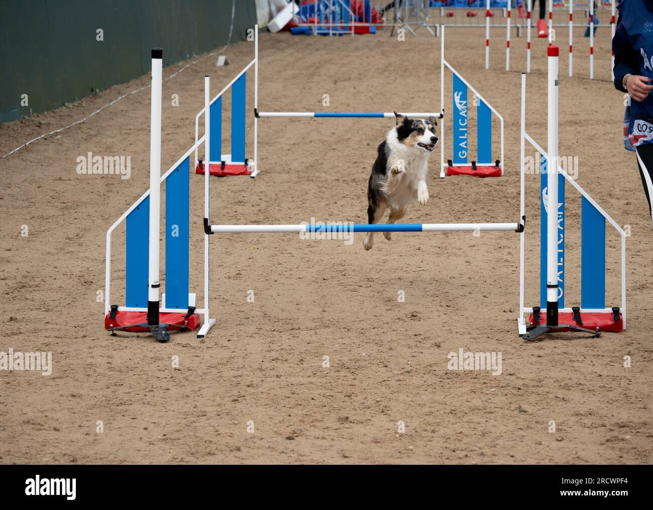 The Junior Open Agility World Championships 2023 Stock Photo - Alamy